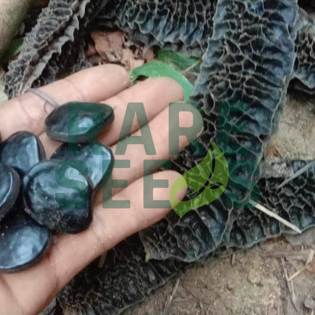 Mucuna urens seeds (Ox-eye Bean) • Rare Seeds ID - your seeds source