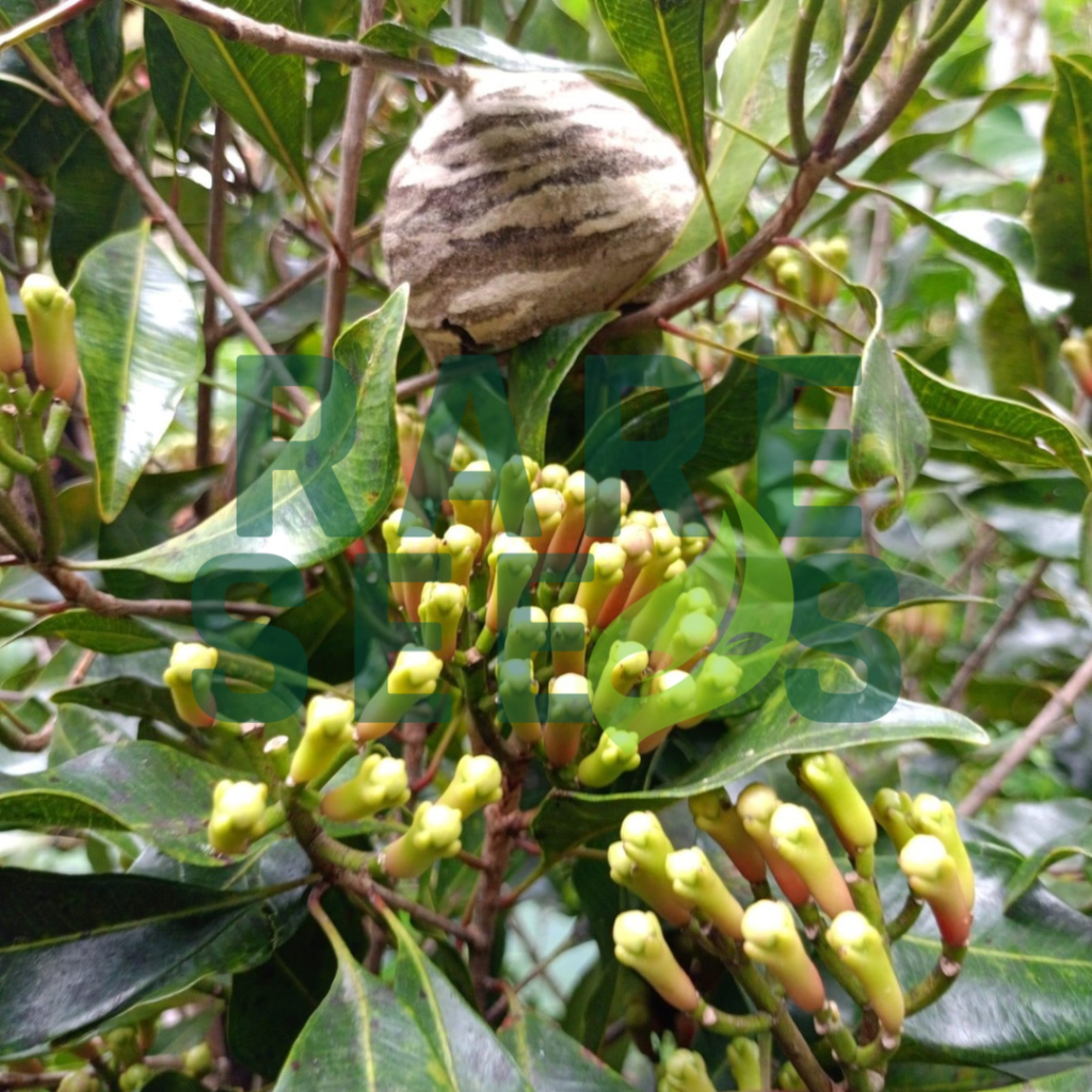 Syzygium aromaticum seeds (Clove) • Rare Seeds ID - your seeds source
