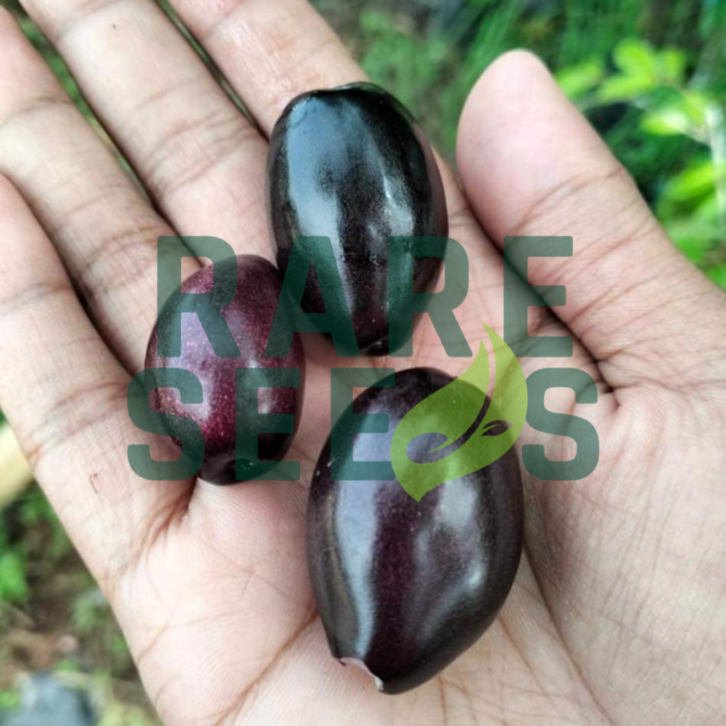 Syzygium cumini seeds (Jamblang) • Rare Seeds ID - your seeds source