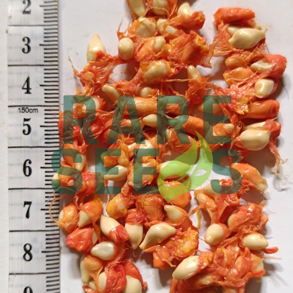 Casearia flavovirens seeds • Rare Seeds ID - your seeds source