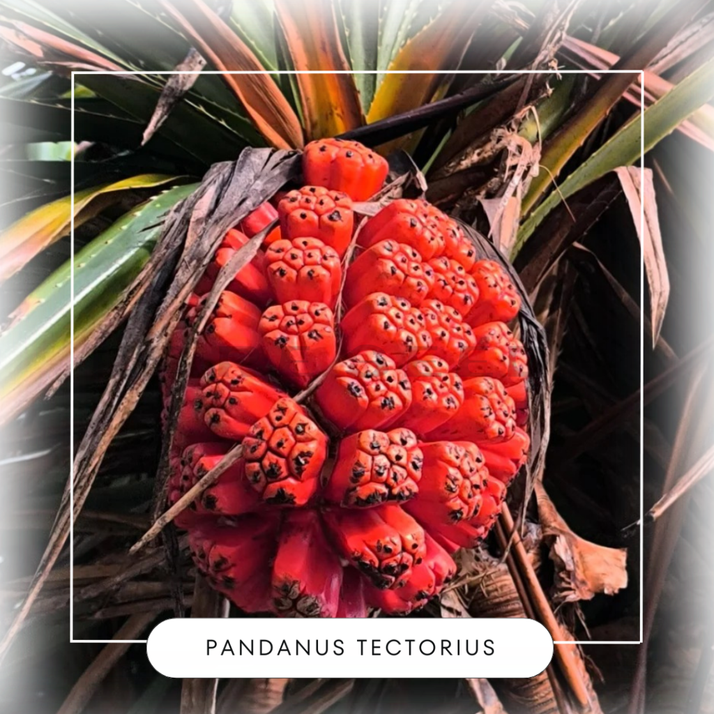 Pandanus tectorius seeds (Hala Fruit) • Rare Seeds ID - your seeds source